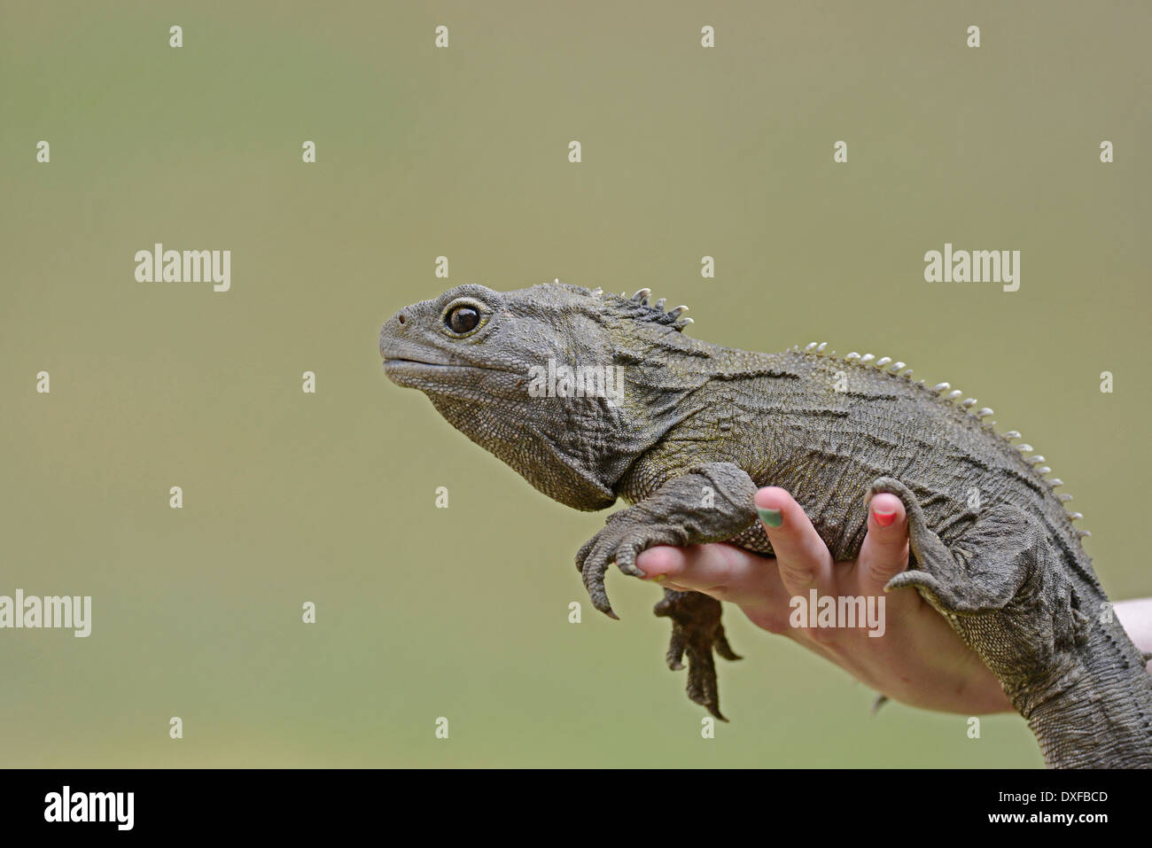 Tuatara hi-res stock photography and images - Alamy