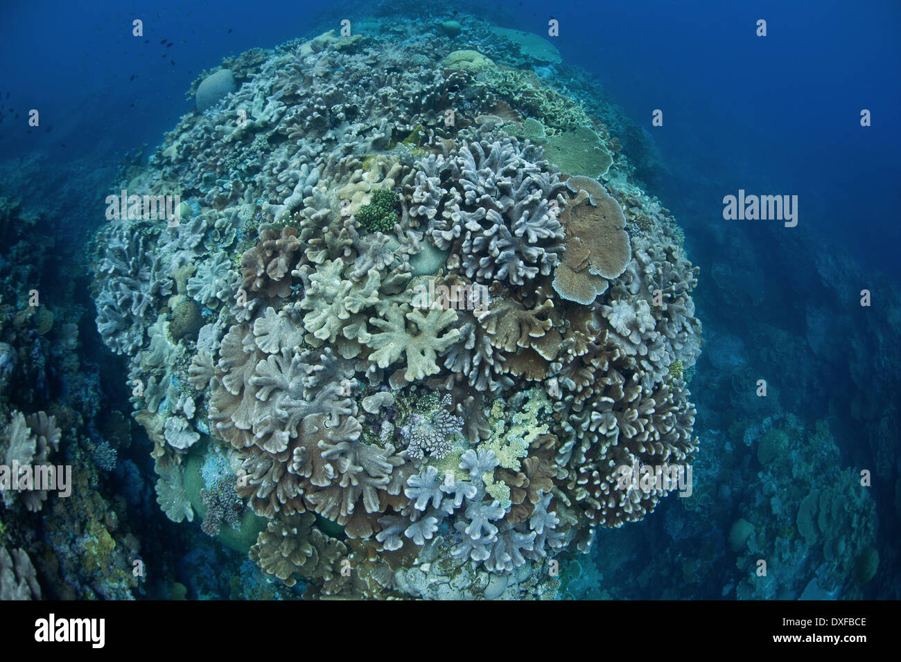 Coral reef reef building coral hi-res stock photography and images - Alamy