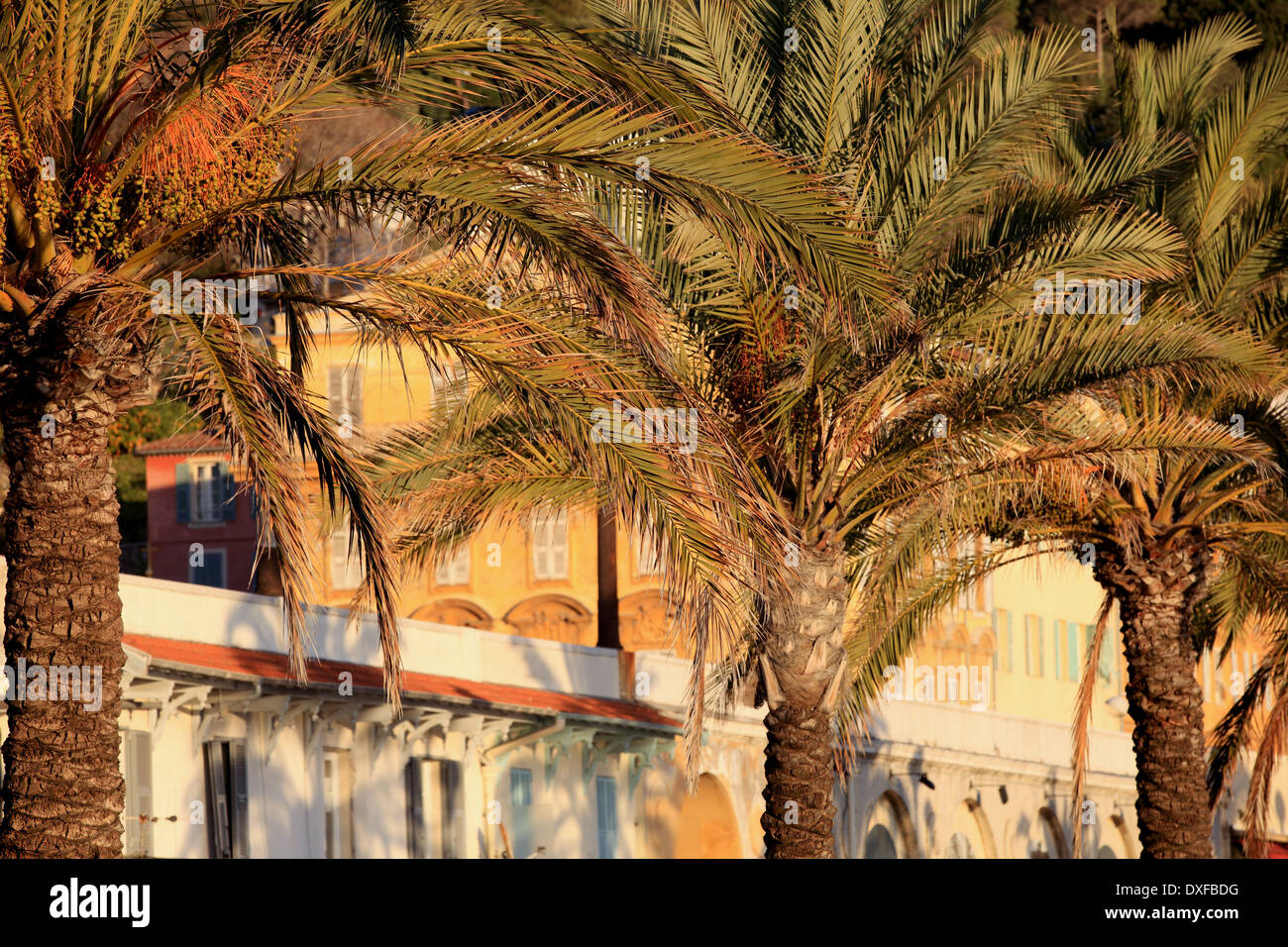 Palm tree and picturesque architecture of Nice city. France Stock Photo ...