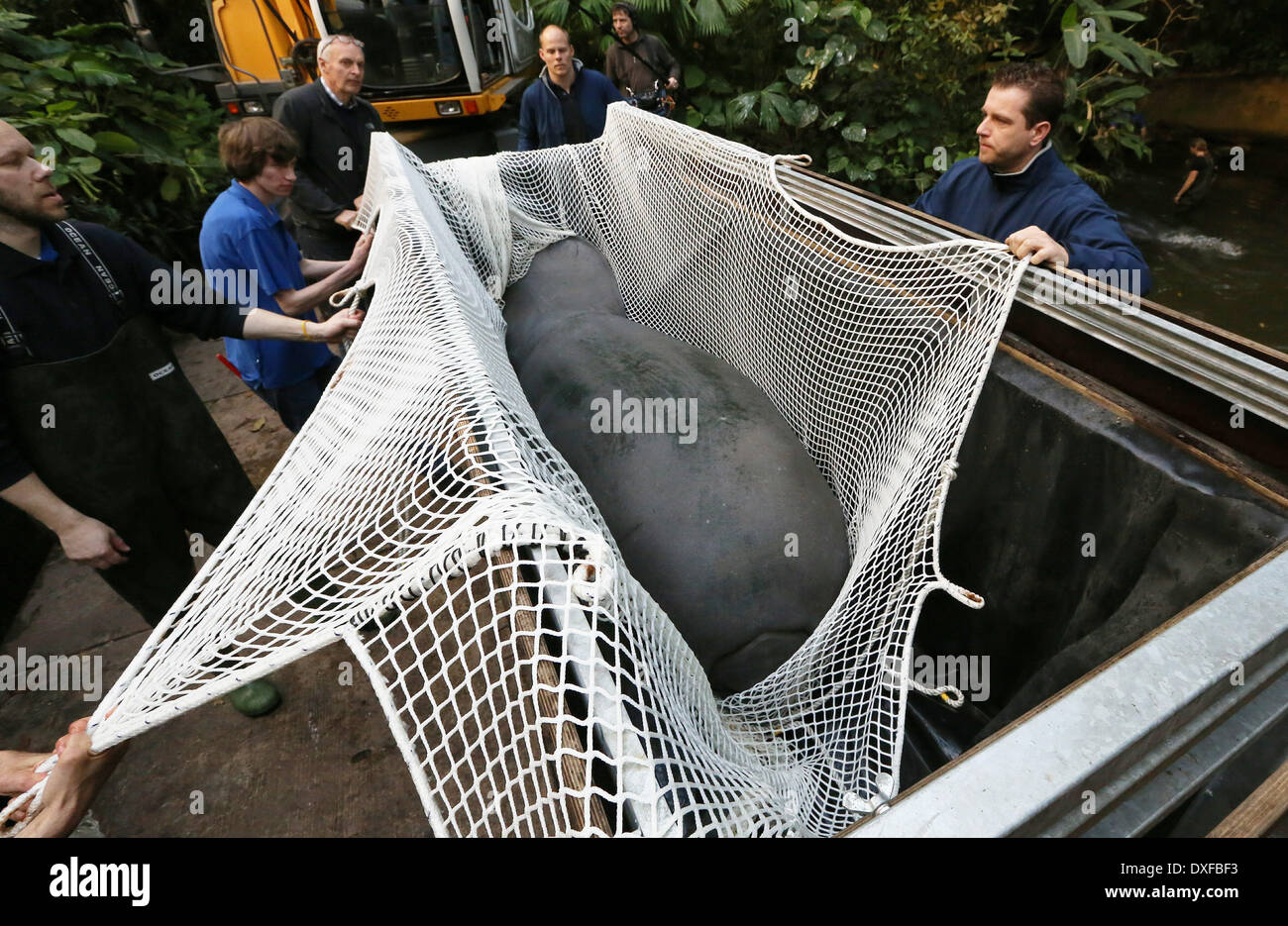Caribbean manatees hi-res stock photography and images - Alamy
