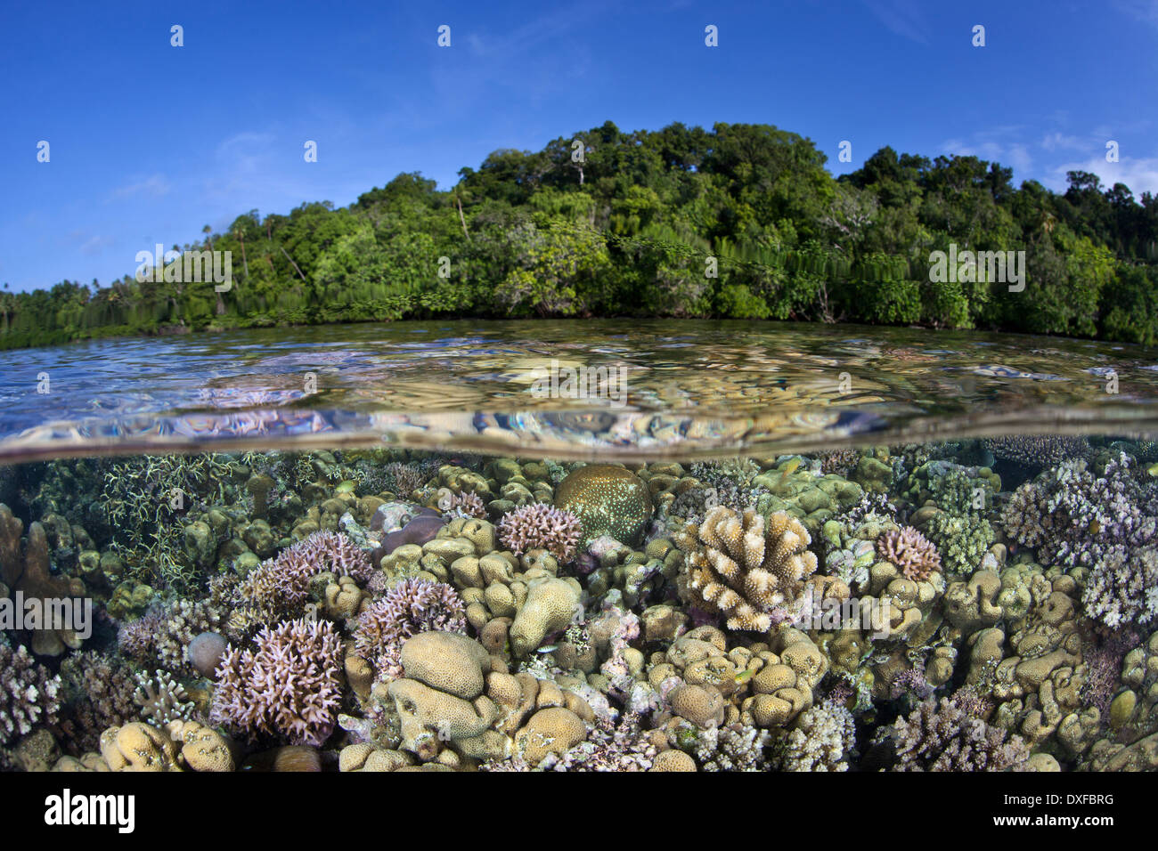 Corals buliding Reef Top, Acropora sp., Melanesia, Pacific Ocean ...