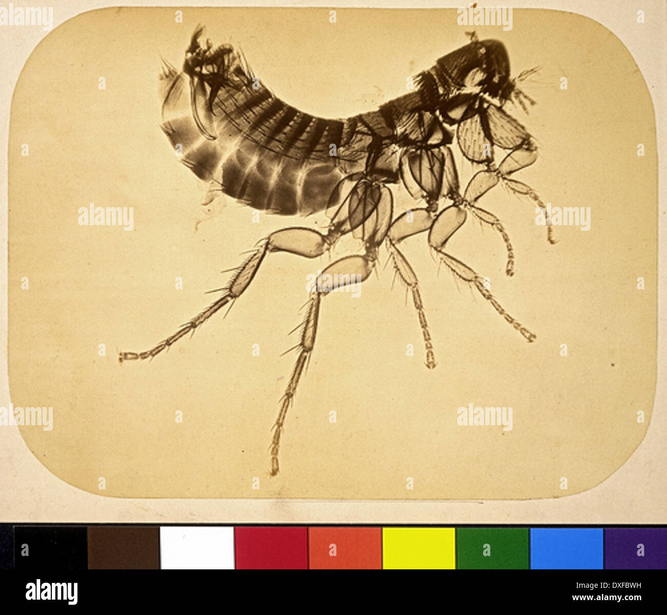 Photomicrograph hi-res stock photography and images - Alamy