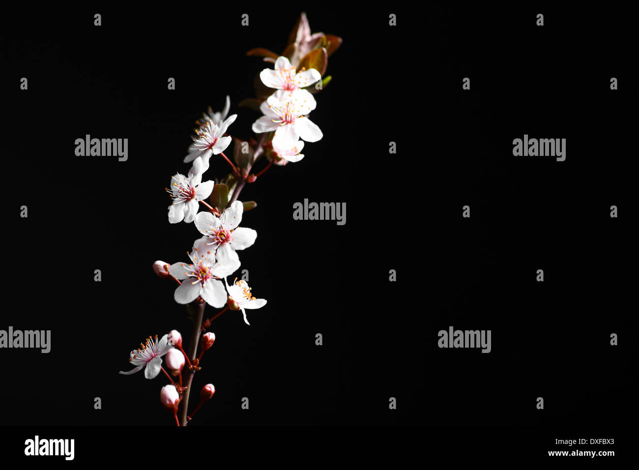 Some spring flowers on a tree branch, on a black background Stock Photo ...