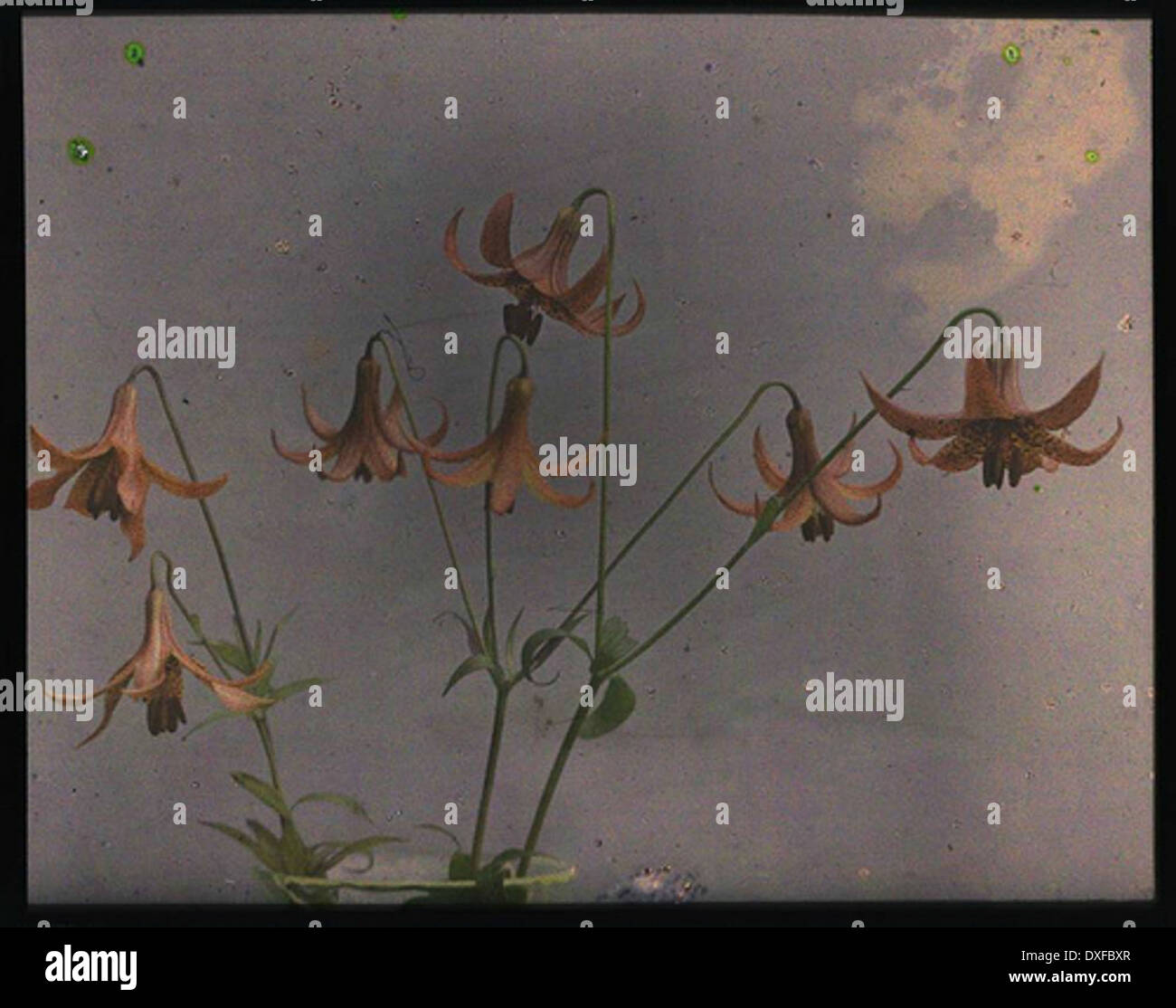 Old lilies hi-res stock photography and images - Alamy