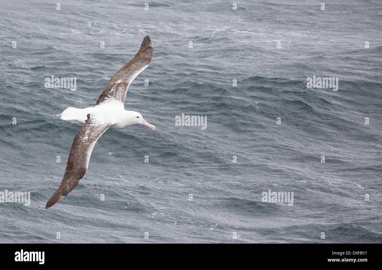 A Southern Royal Albatross, Diomedea epomophora, soaring in the Drake ...