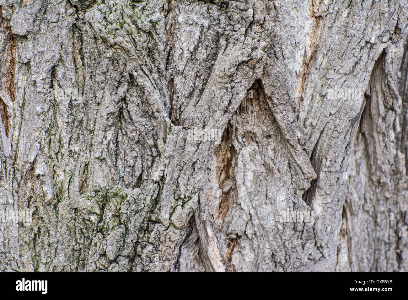 Background with the weathered bark of a tree trunk Stock Photo - Alamy