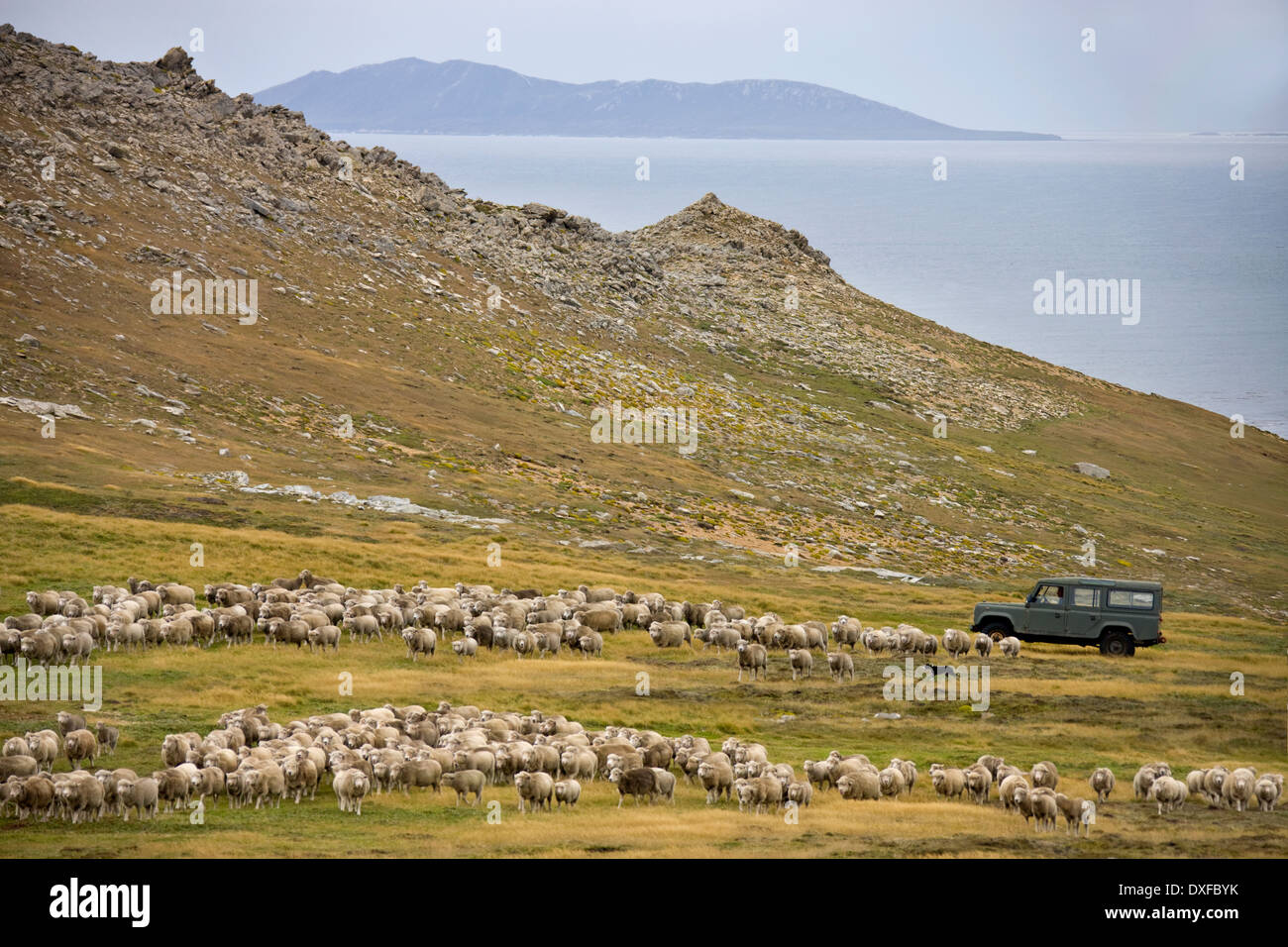 Sheep farming islands hi-res stock photography and images - Alamy