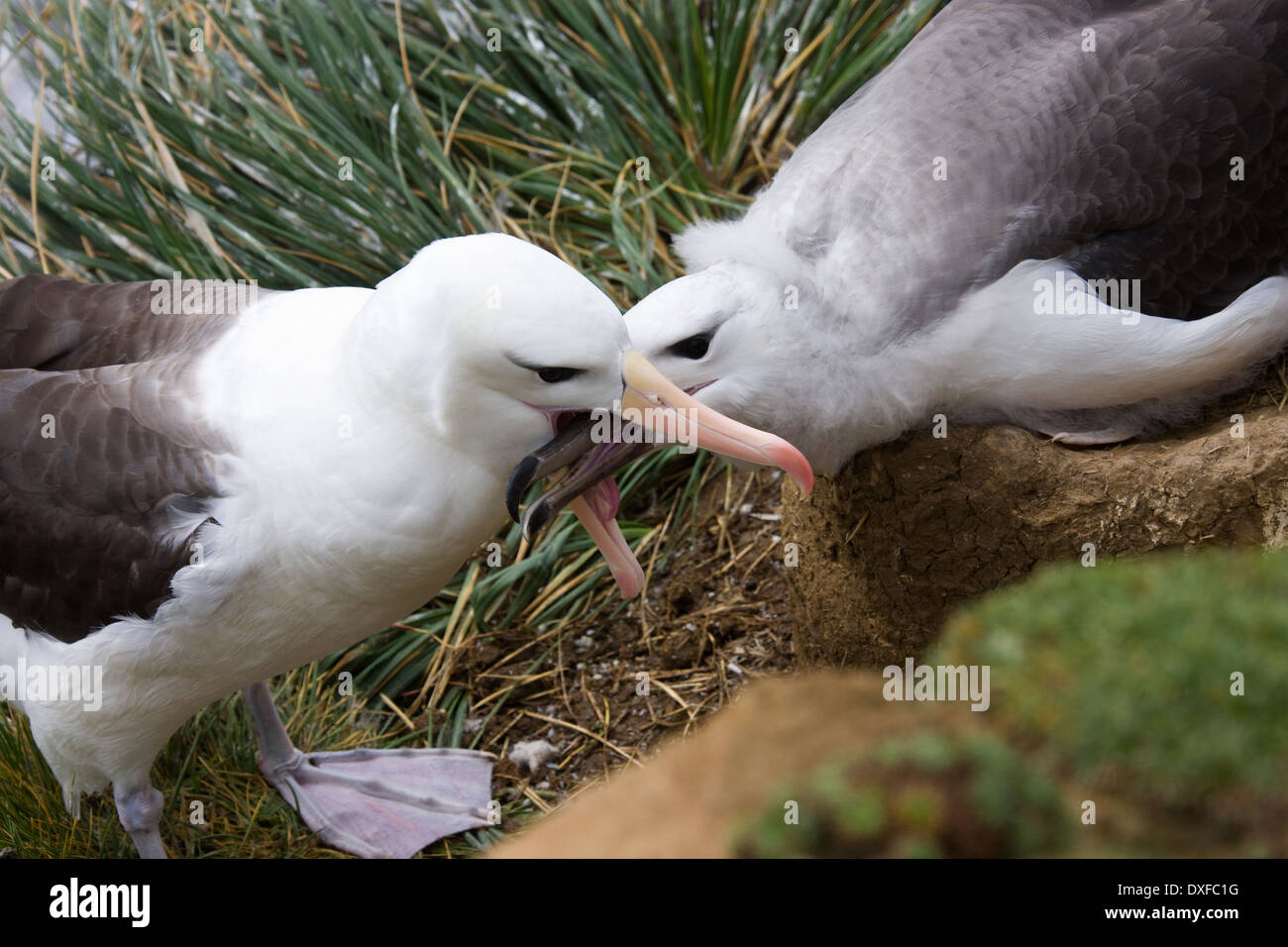 Albatross birds falklands hi-res stock photography and images - Alamy