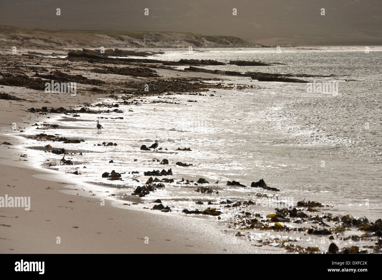 Evening sunlight in the waves of Elephant Bay on Pebble Island in West ...