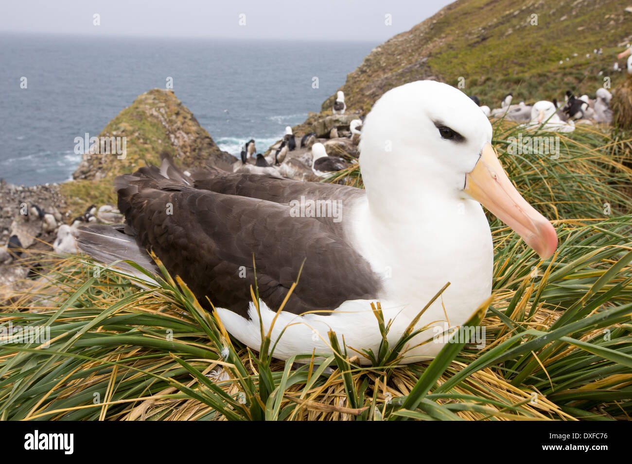A Black Browed Albatross (Thalassarche melanophris) sitting on a nest ...