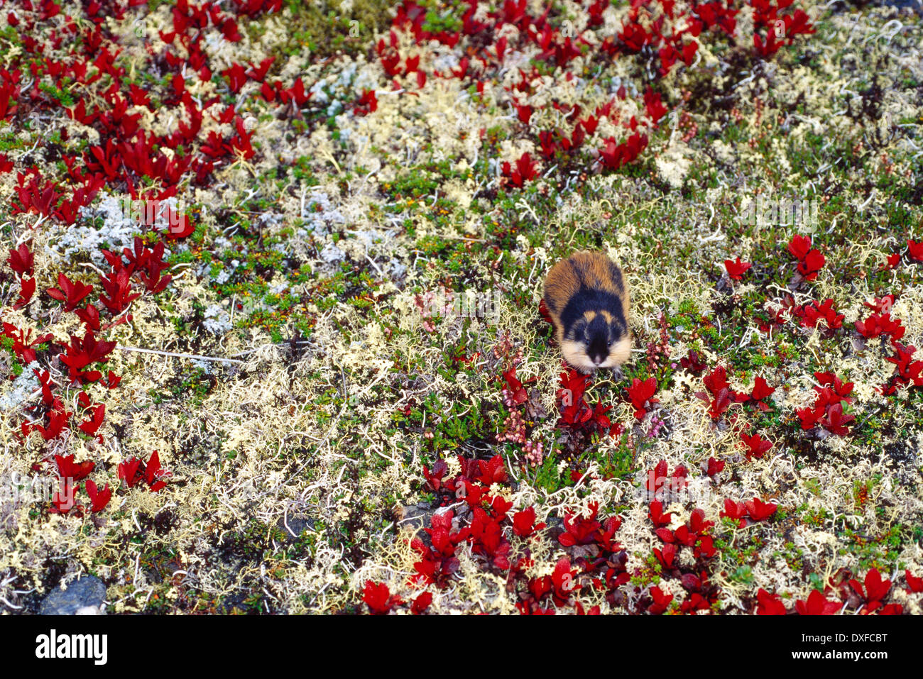 Lemming Migration High Resolution Stock Photography and Images - Alamy