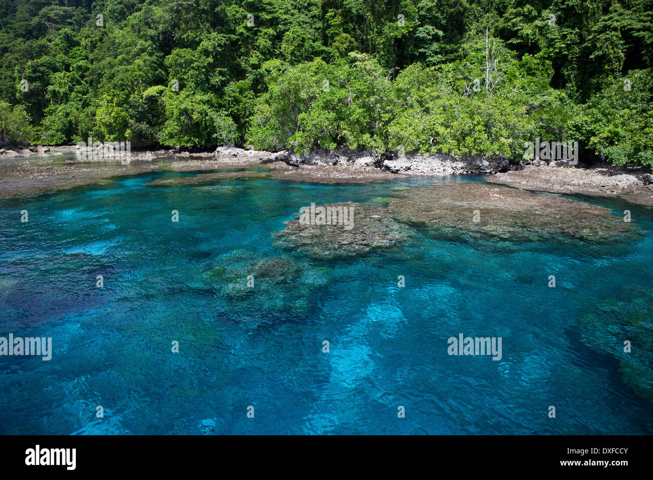 Corals building Reef inside Lagoon, Acropora sp., Melanesia, Pacific ...