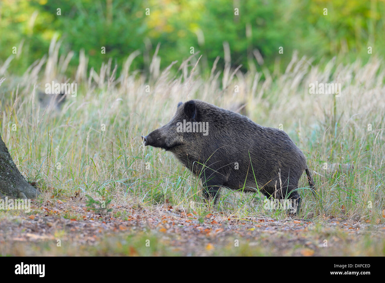 Wild boar (Sus scrofa), Spessart, Bavaria, Germany, Europe Stock Photo ...