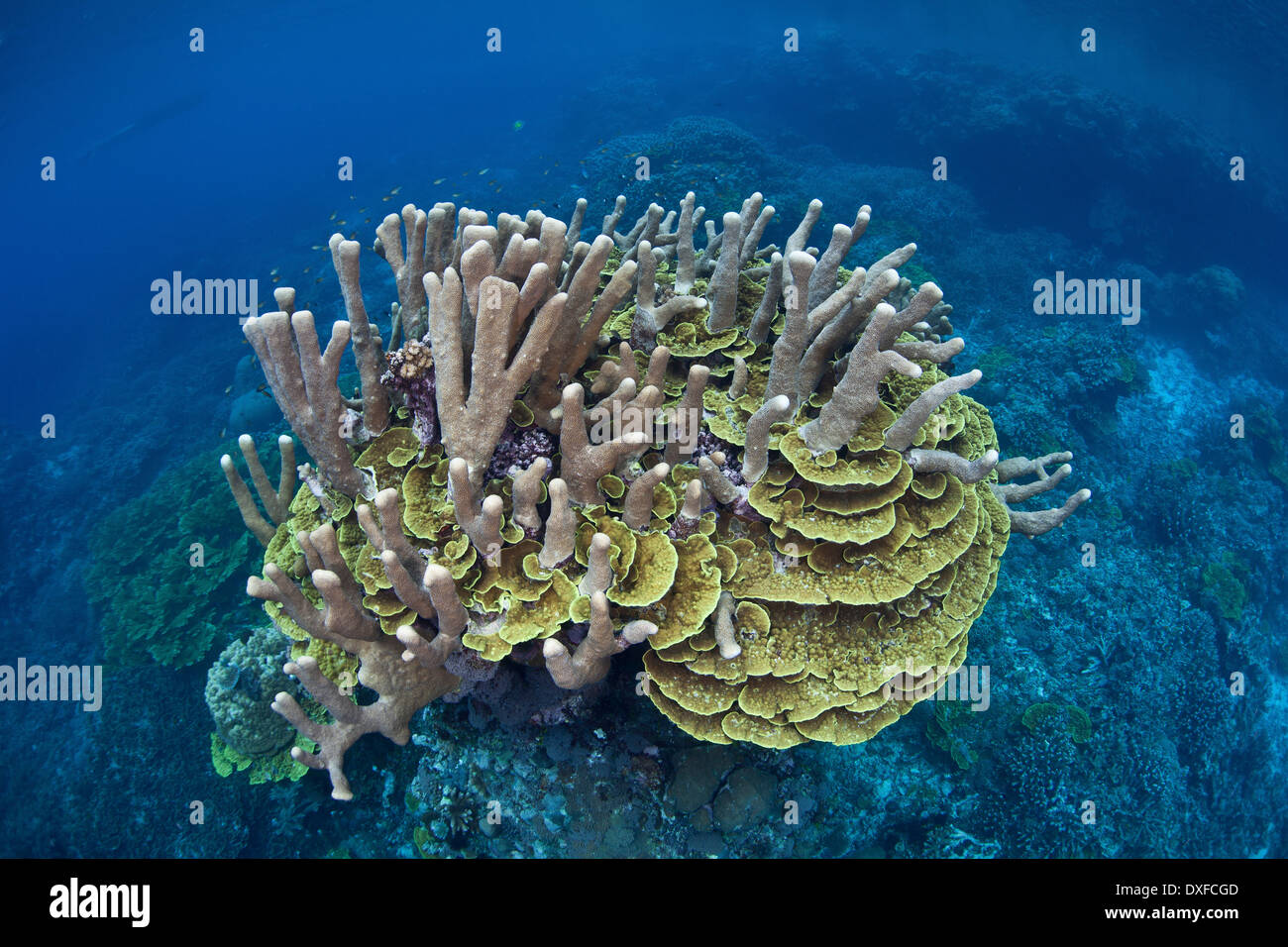 Coral reef underwater hi-res stock photography and images - Alamy