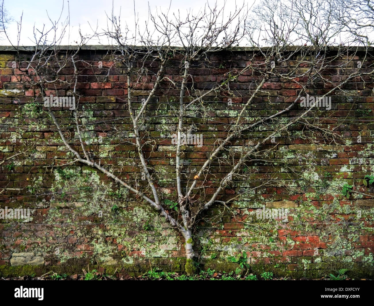 Trained fruit tree hi-res stock photography and images - Alamy