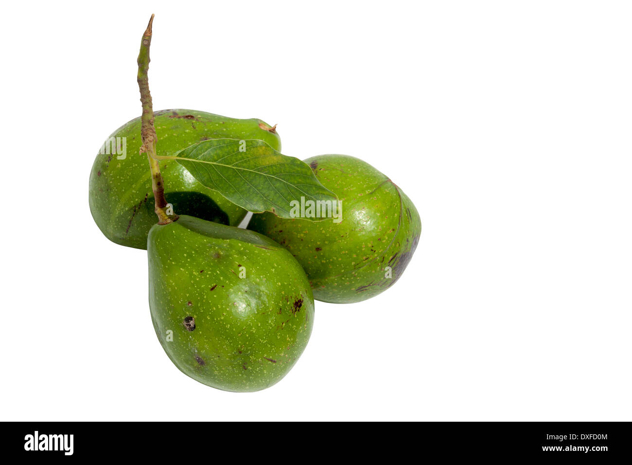 three unripe avocado pears with stalk attached Stock Photo - Alamy