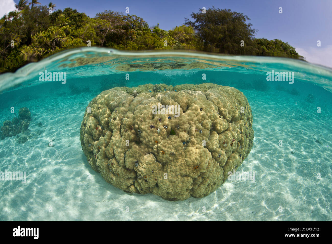 Inside ocean hi-res stock photography and images - Alamy