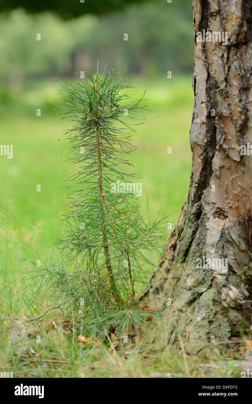Pine tree life cycle hi-res stock photography and images - Alamy