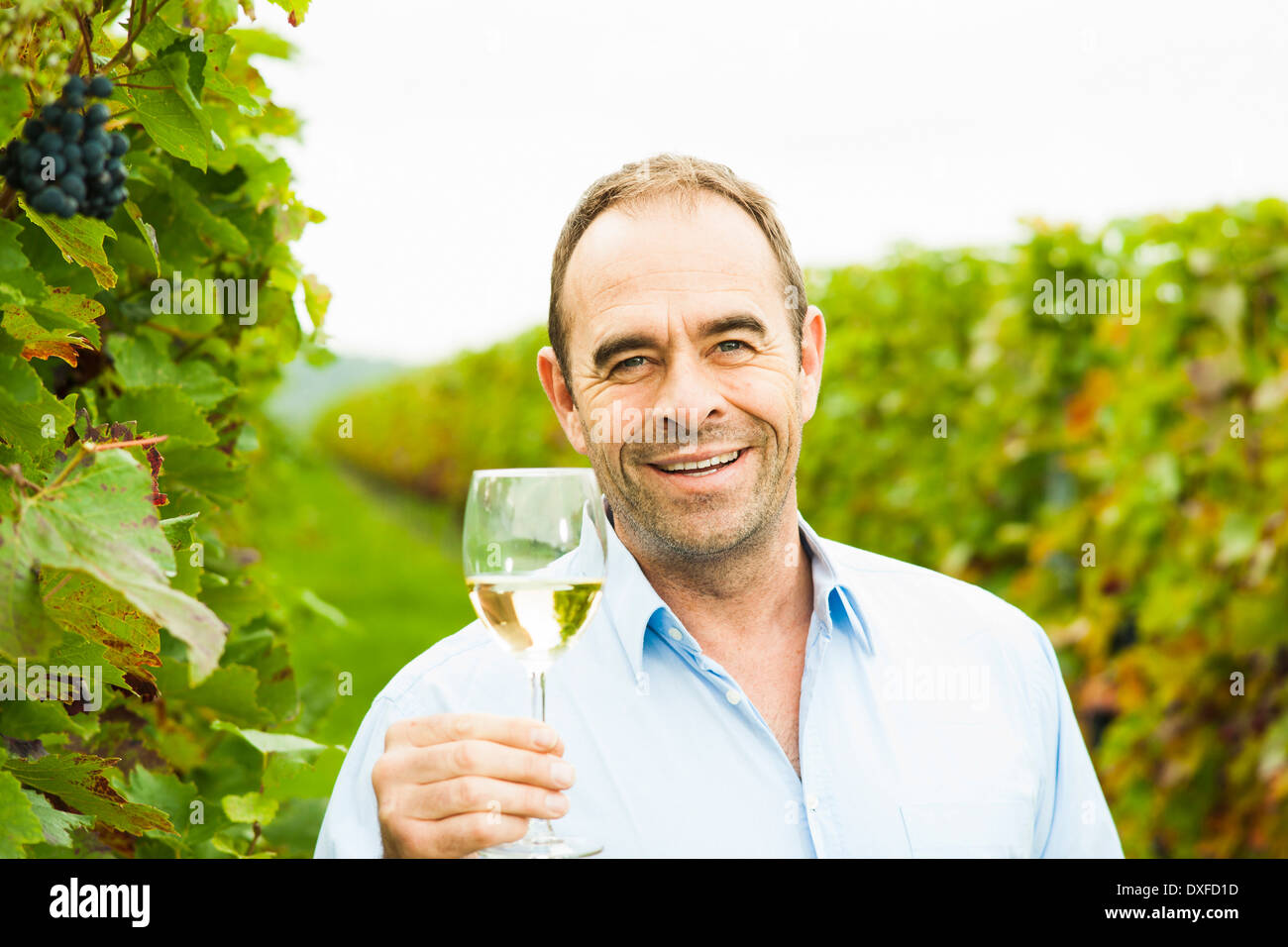 Toasting wine vineyard germany hi-res stock photography and images - Alamy