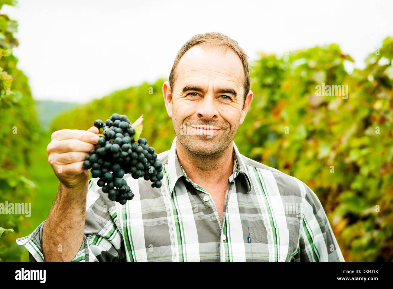 Portrait of grape grower in vineyard, holding bundle of grapes, smiling ...