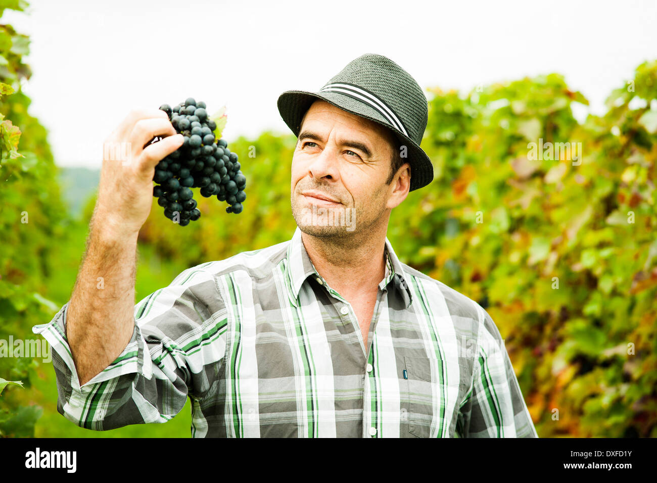 Portrait of grape grower standing in vineyard, examining bundle of ...