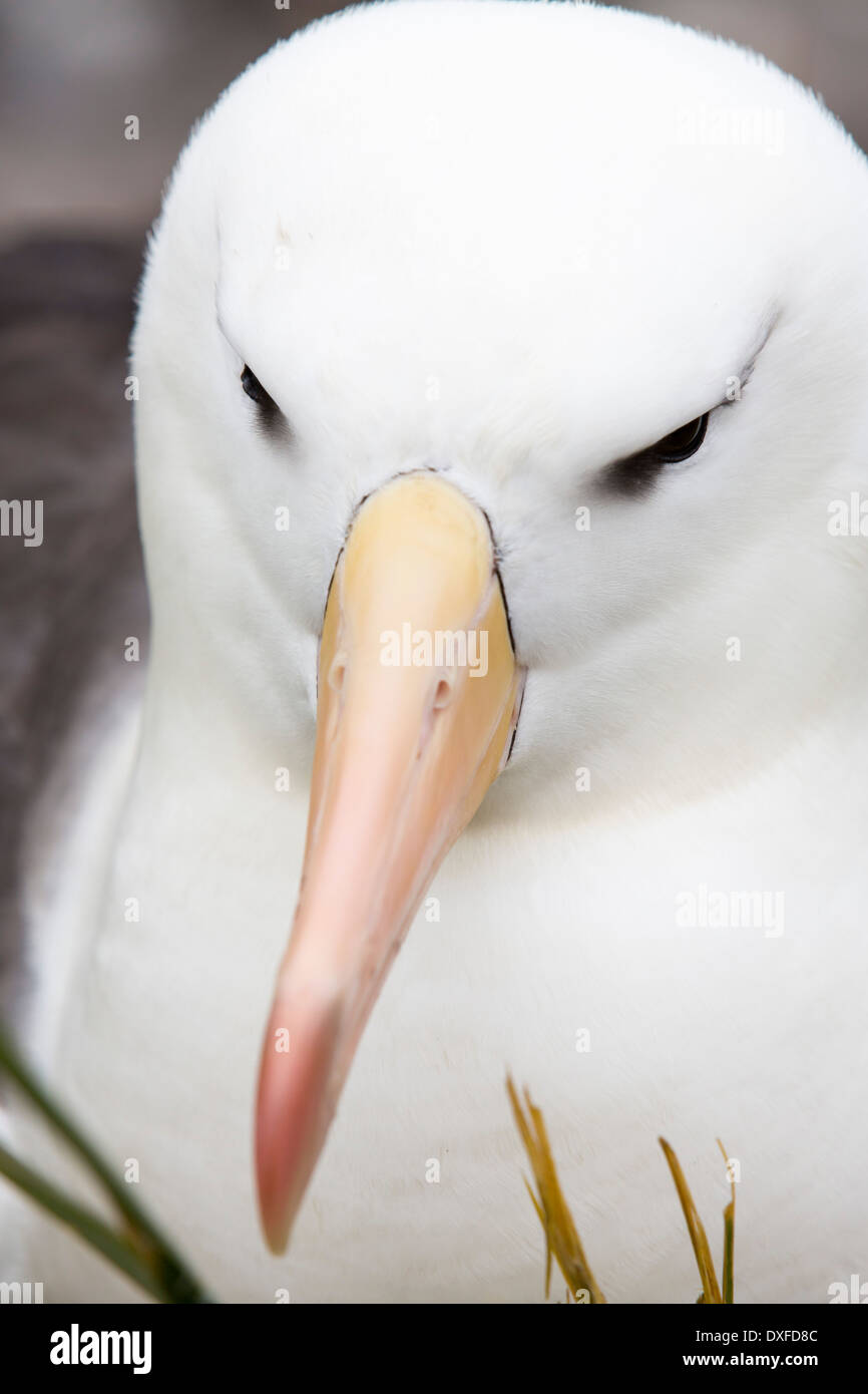 Albatross beak hi-res stock photography and images - Alamy