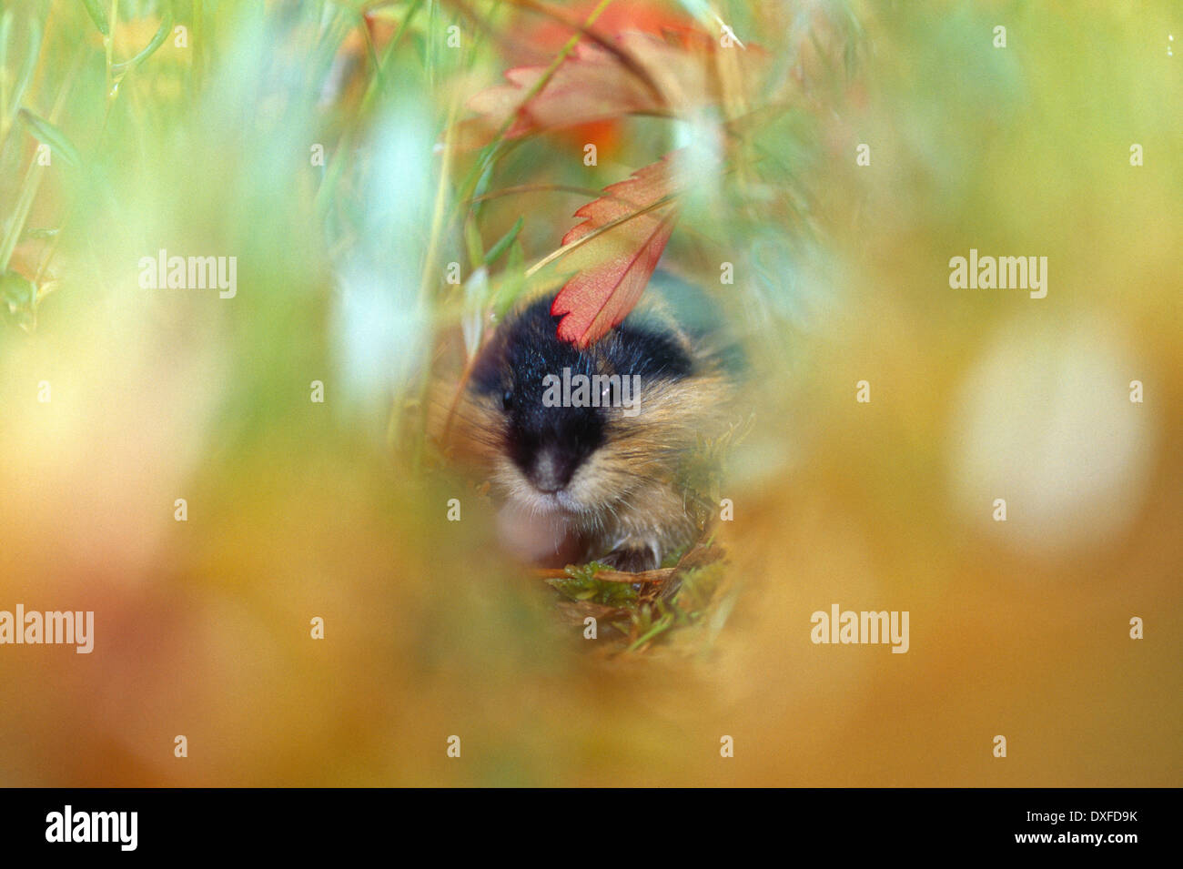 Lemming Migration High Resolution Stock Photography and Images - Alamy