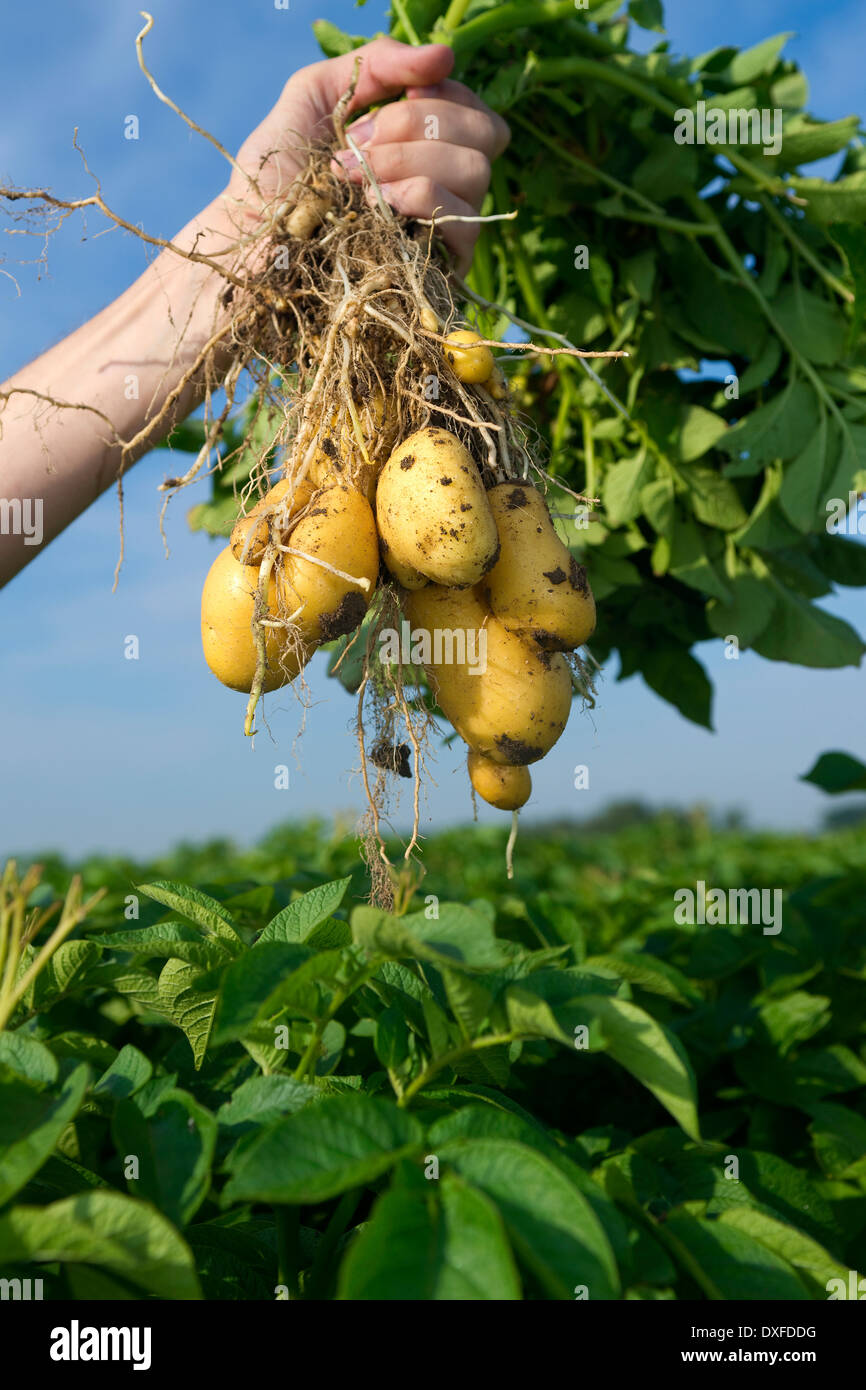 Close-up of man's hand holding potato plant in field, during potato ...