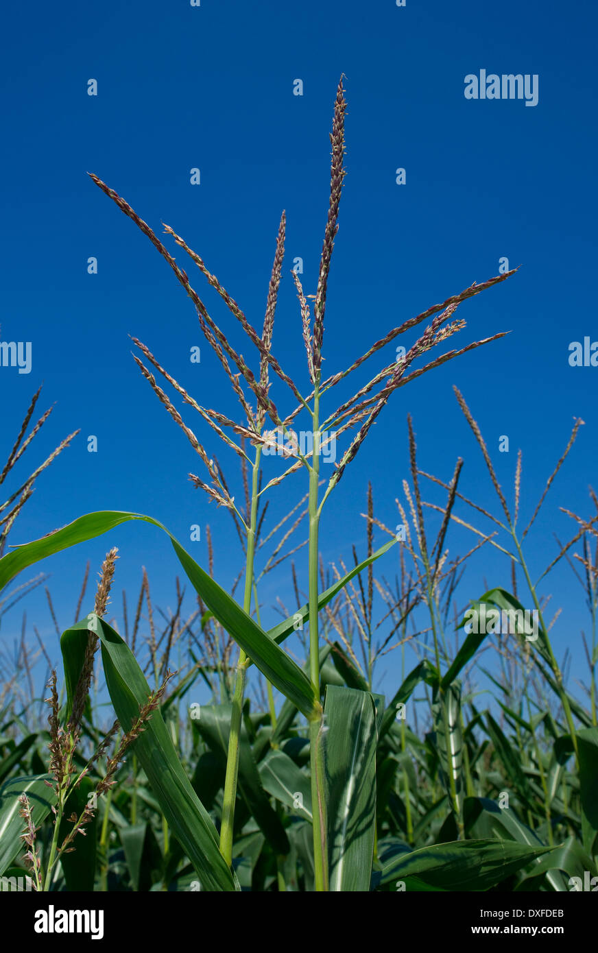 German corn growing germany hi-res stock photography and images - Alamy