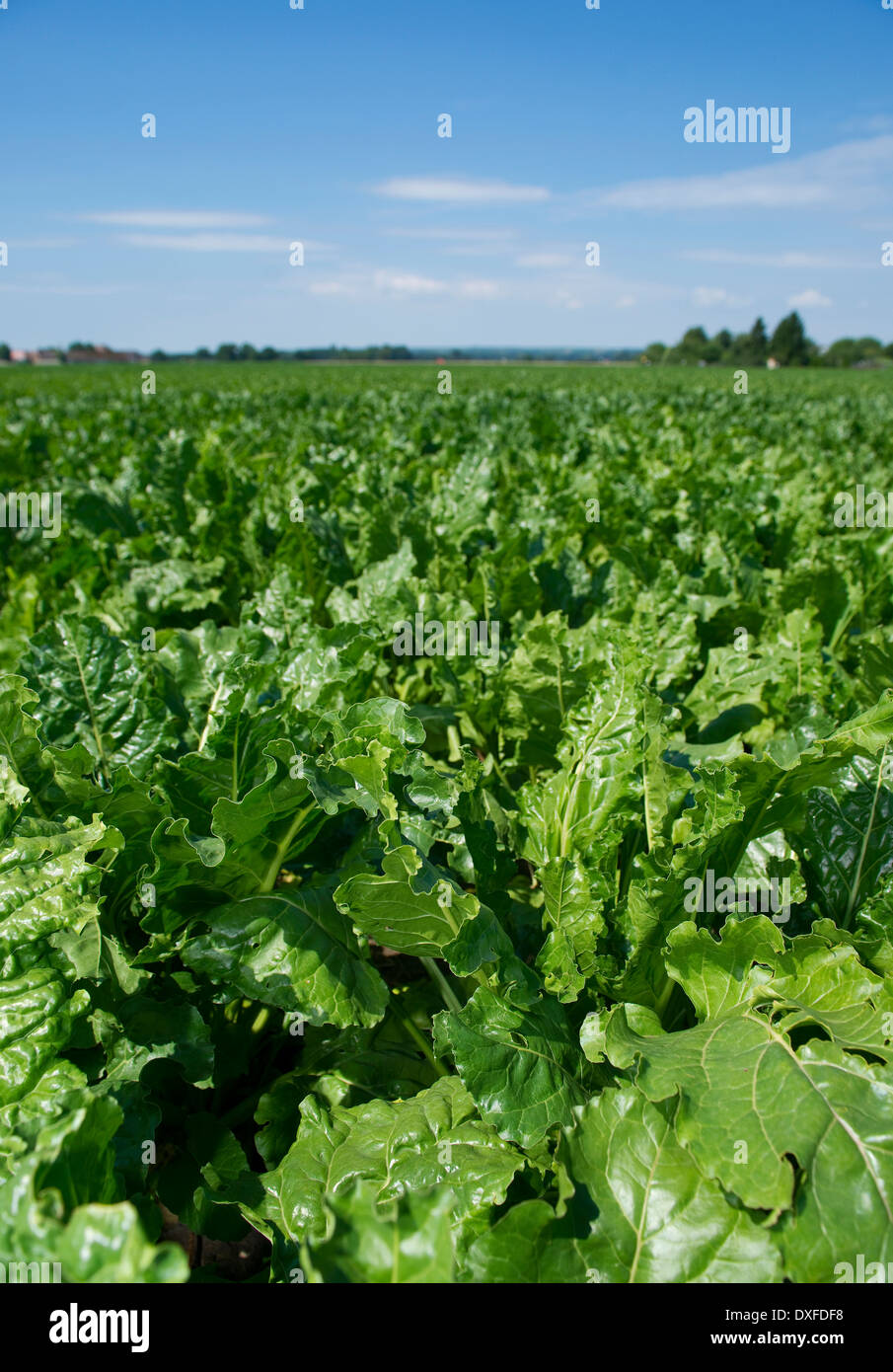 Overview of beet plants in field, Germany Stock Photo - Alamy