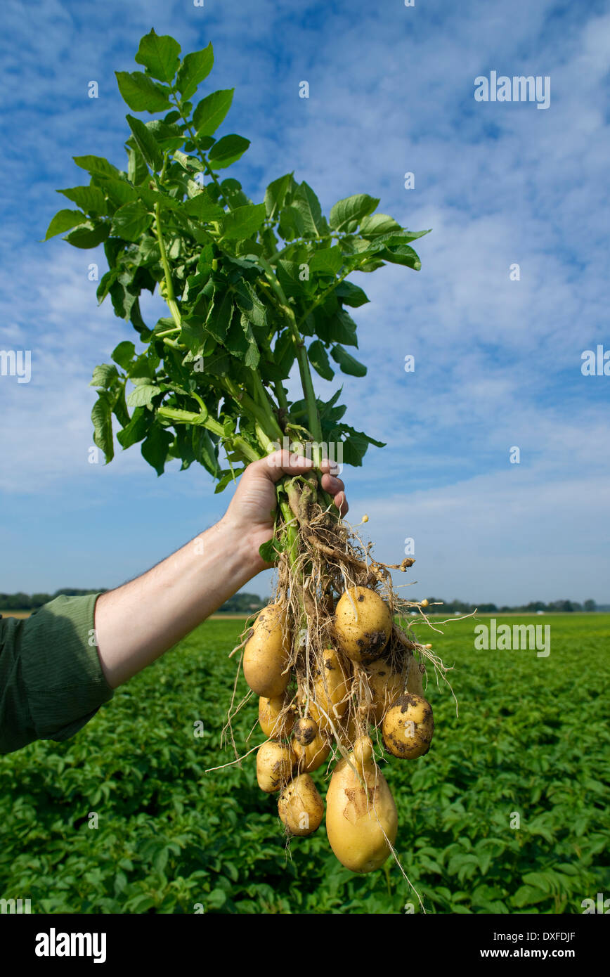 Close-up of man's hand holding potato plant in field, during potato ...