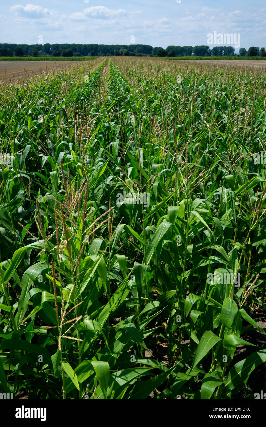 Overview of corn field, Germany Stock Photo - Alamy