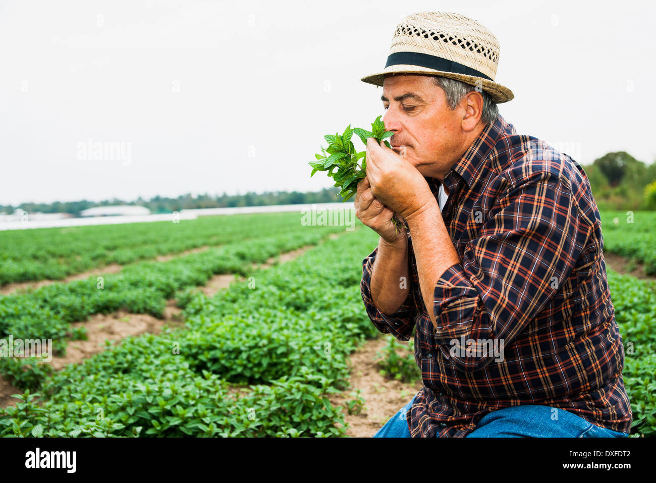 Close-up of farmer in field, holding and smelling leaves from crop ...