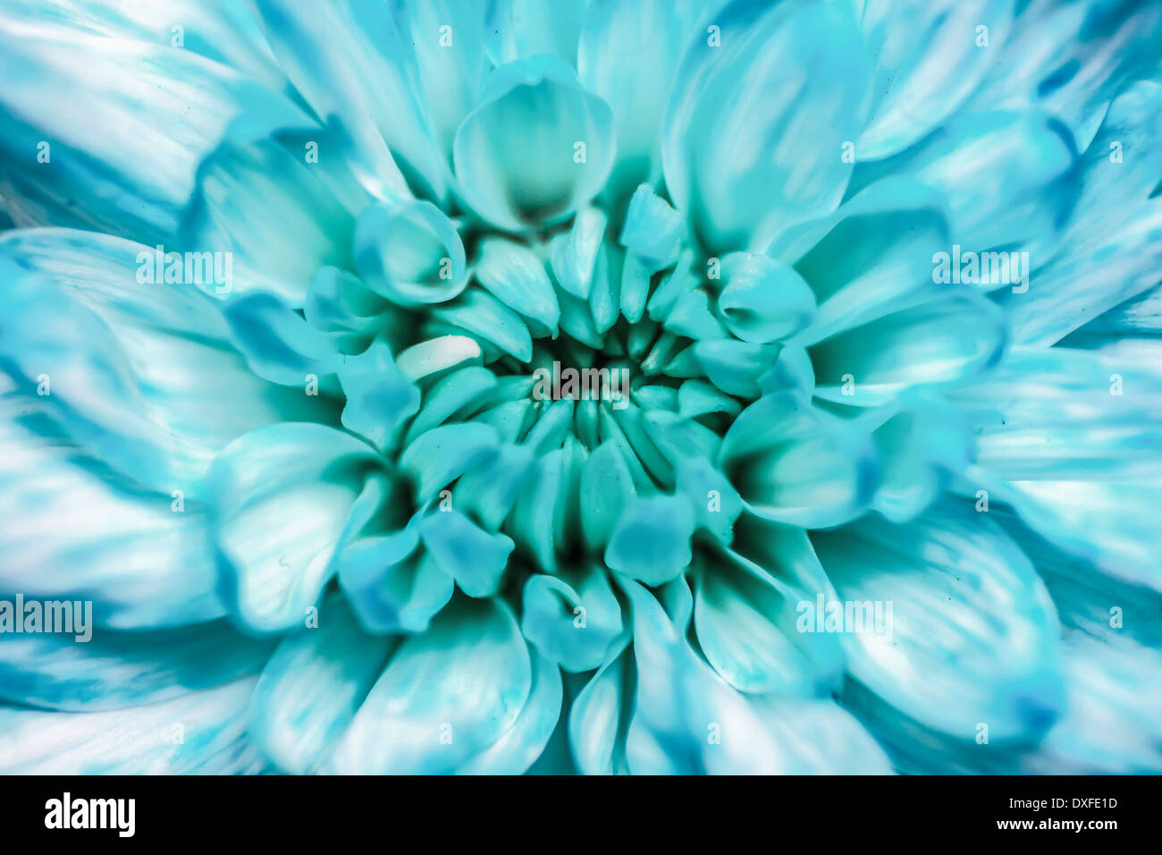 Vibrant flower painting hi-res stock photography and images - Alamy