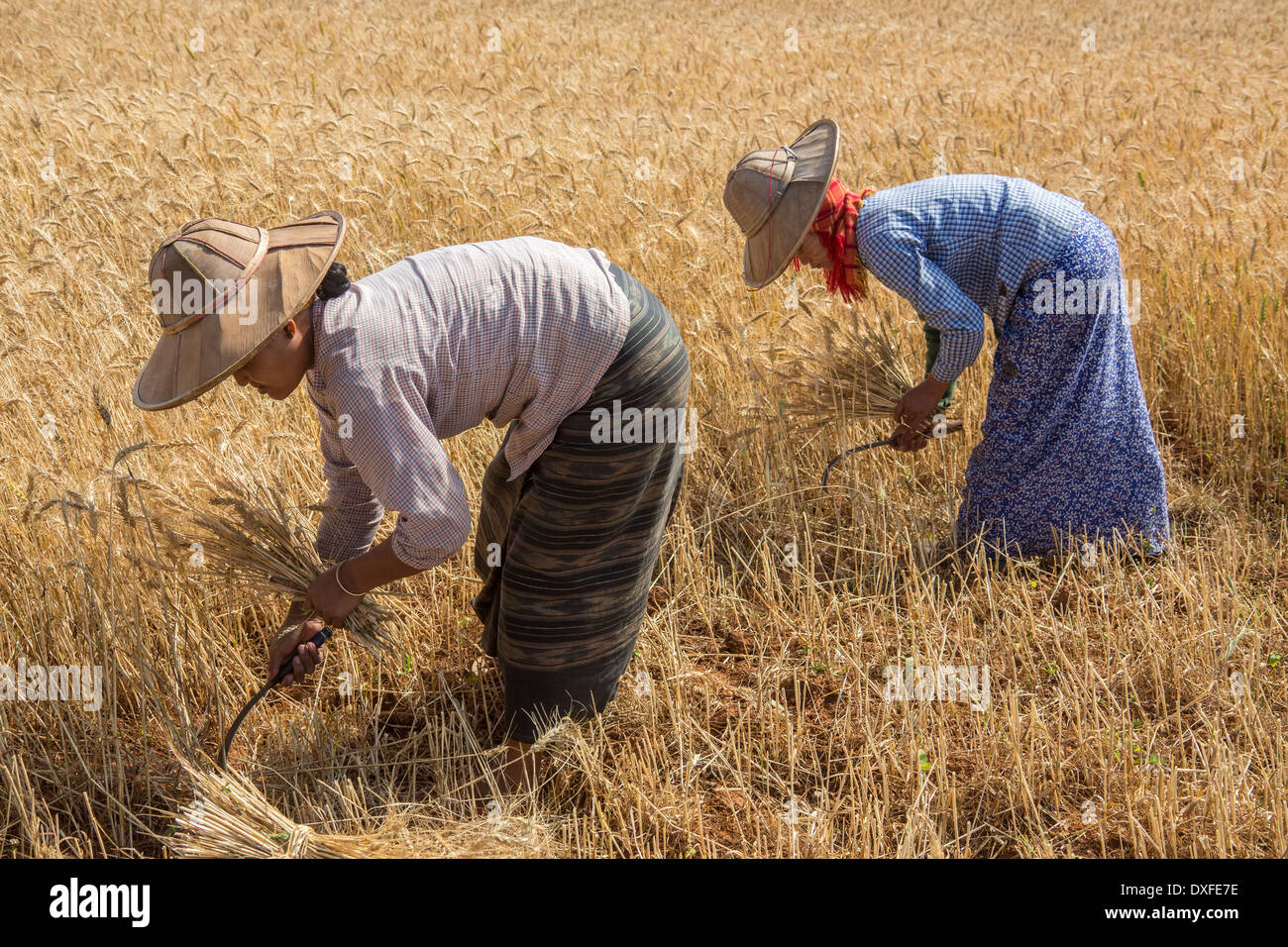 Women in field harvesting wheat hi-res stock photography and images - Alamy