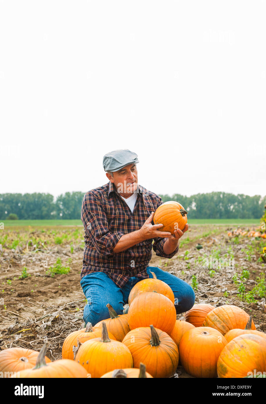 Open pumpkin on field hi-res stock photography and images - Alamy