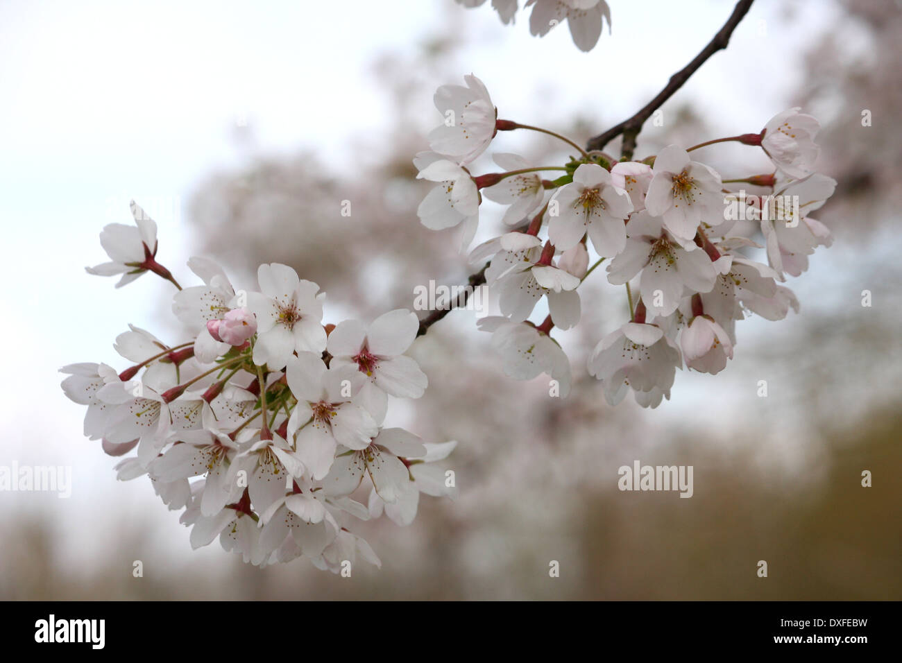 White and pink cherry blossom hi-res stock photography and images - Alamy