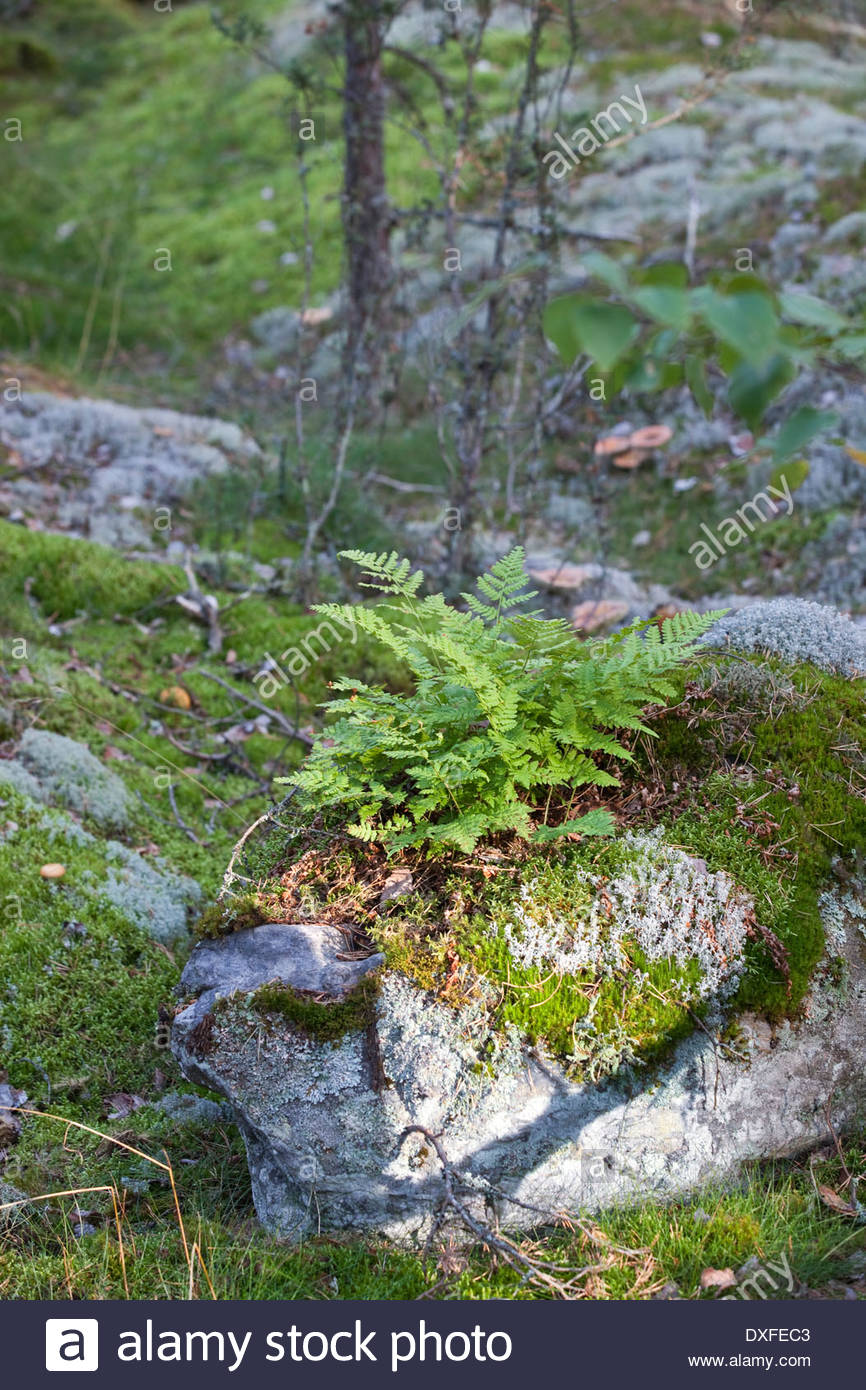 Ferns And Moss Stock Photos & Ferns And Moss Stock Images - Alamy