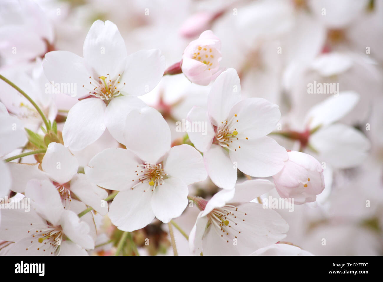 White and pink cherry blossom hi-res stock photography and images - Alamy