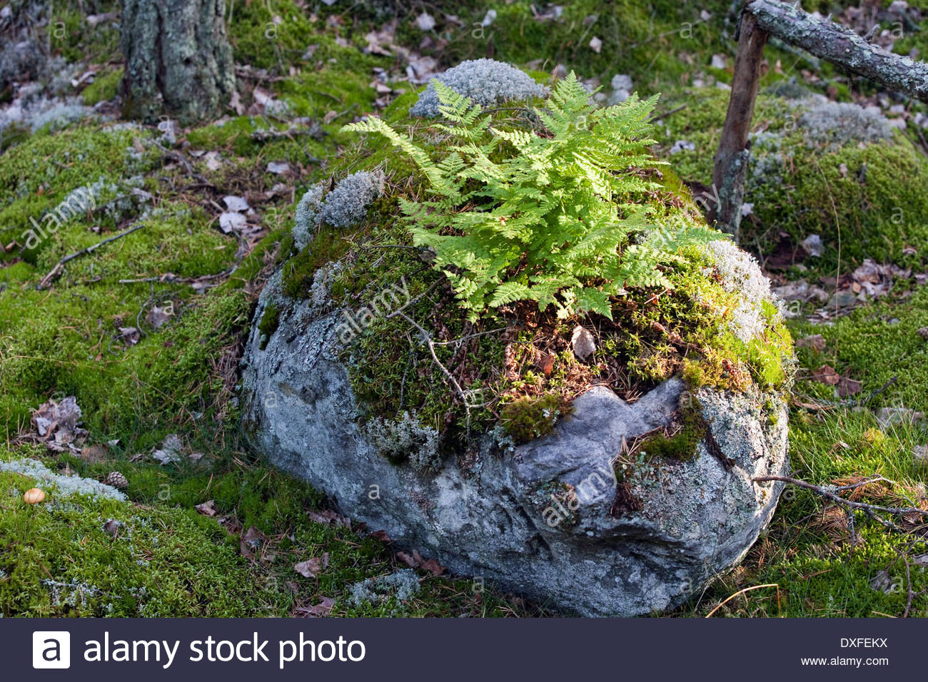 Ferns And Moss Stock Photos & Ferns And Moss Stock Images - Alamy