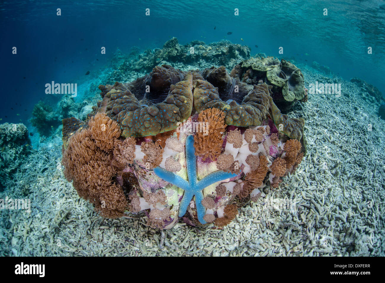 Giant Clam, Tridacna gigas, Raja Ampat, West Papua, Indonesia Stock ...
