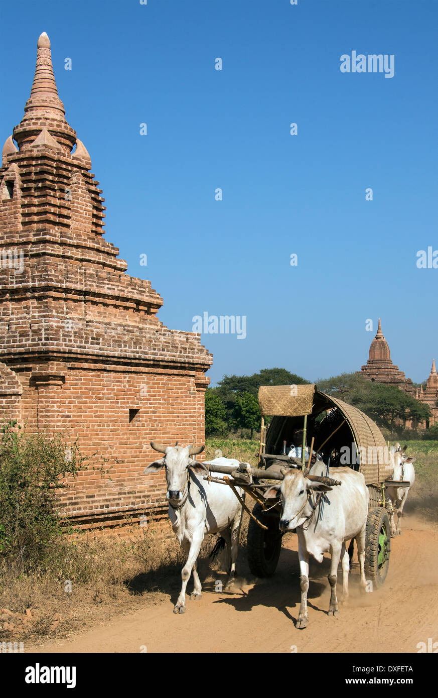 Farmers on the way to market in bullock-drawn carts. Bagan in Myanmar ...