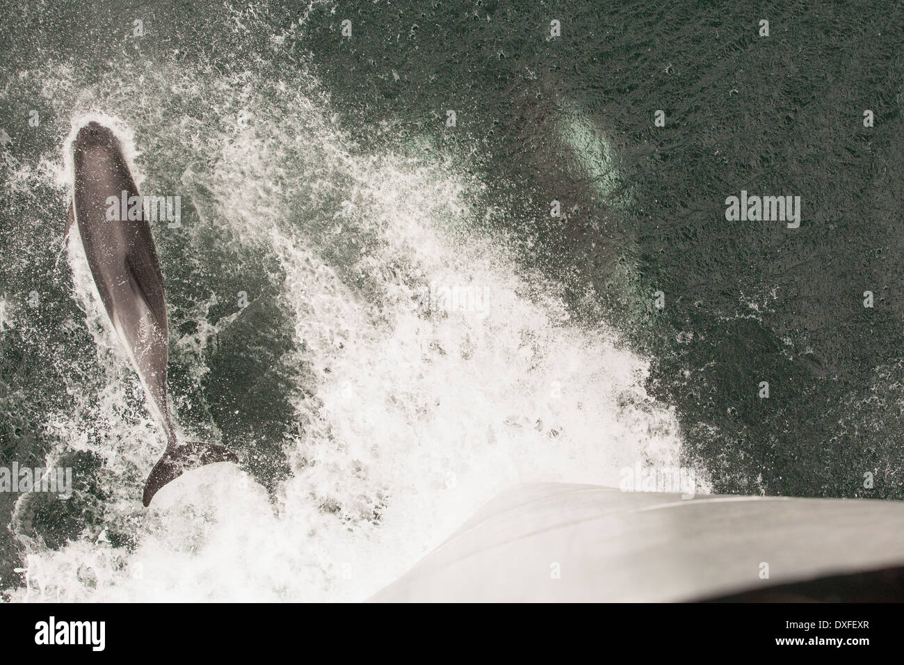 Peale's dolphin (Lagenorhynchus australis) bow riding off the front of ...