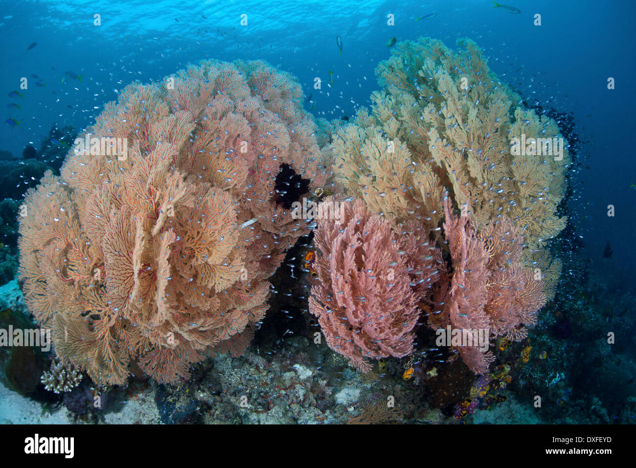 Gorgonians melithaea sp hi-res stock photography and images - Alamy