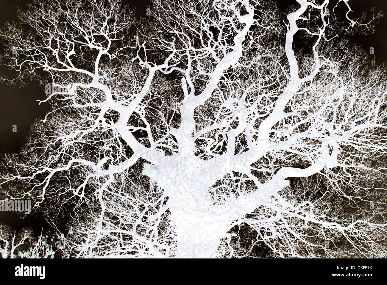 Negative tree hi-res stock photography and images - Alamy