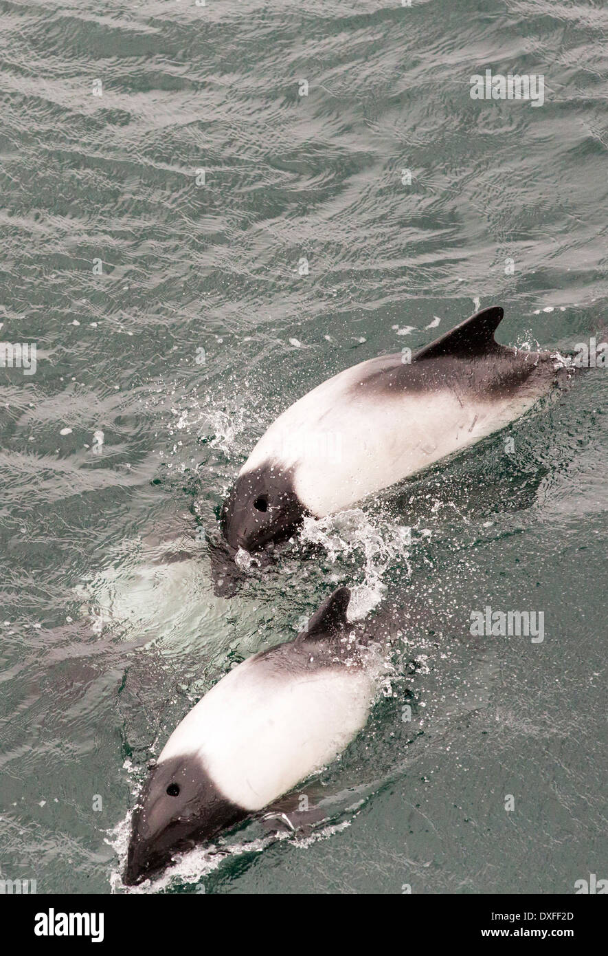 Commerson's dolphin falklands hi-res stock photography and images - Alamy