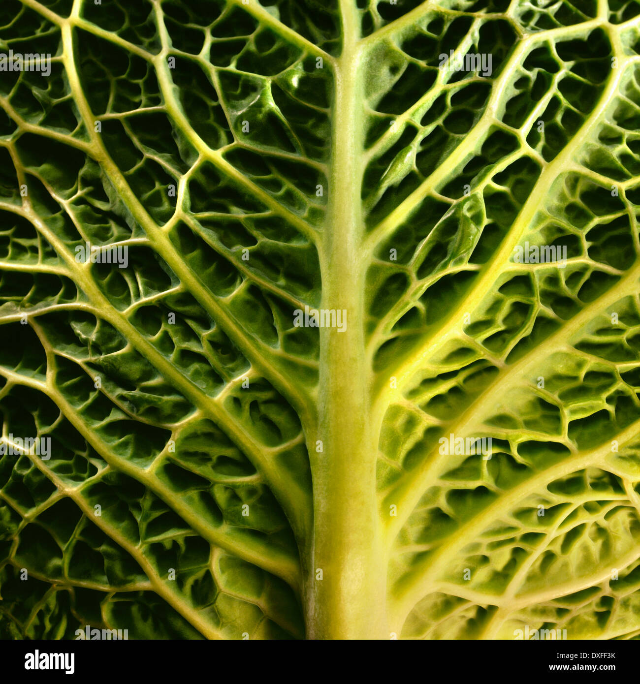 The underside of a cabbage leaf Stock Photo - Alamy
