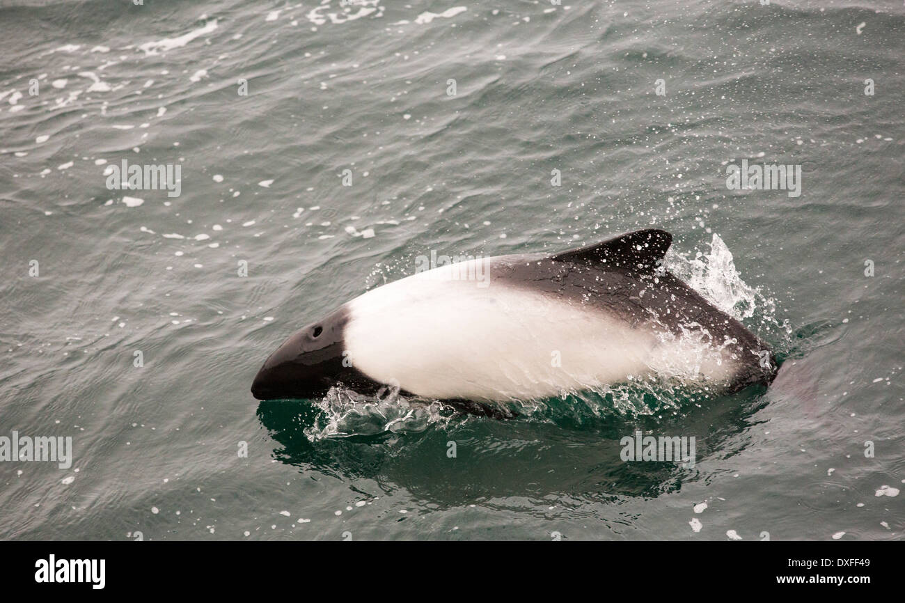 Commerson's dolphin falklands hi-res stock photography and images - Alamy