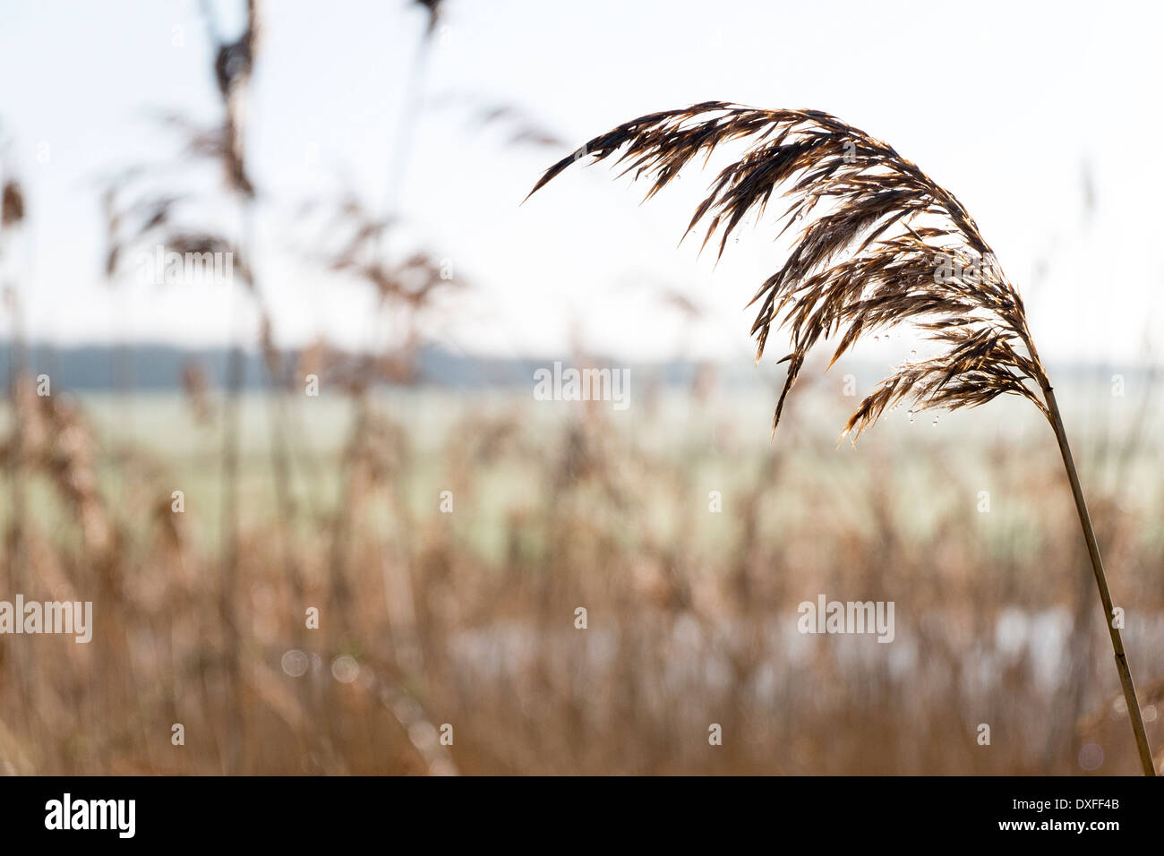 Phragmites, the common reed, is often used for thatching and is known ...