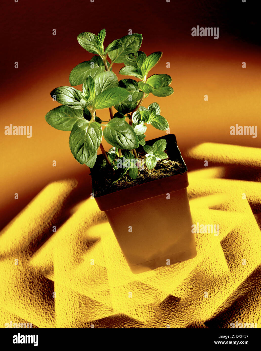 Seedling growing in a plant pot Stock Photo - Alamy